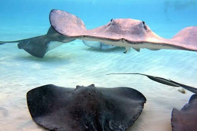 Snorkeling Combo 3 x 1 Lagoon Cenote Reef with Tulum Temples - Summary: Who Should Consider This Tour?