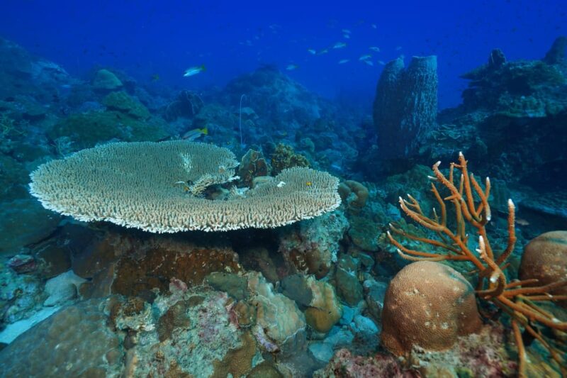 Snorkeling course, become a confident snorkeler. - The Sum Up