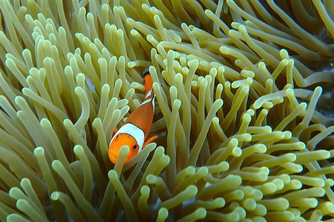 Snorkeling Day Trip To Lembongan and Penida - FAQ