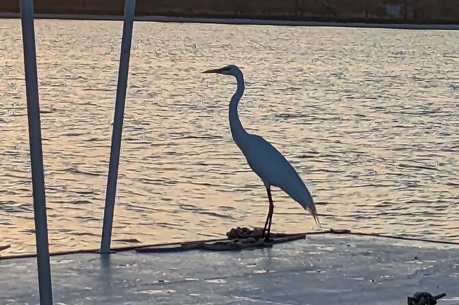 Snorkeling, Dolphin and Wildlife Sightings at St. Andrews Bay - Snorkeling Adventures Await