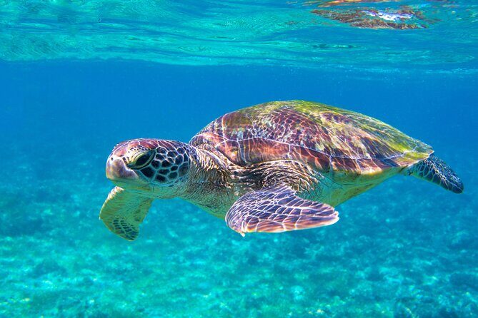 Snorkeling EN Underwater Scooter in Tahiti - The Sum Up