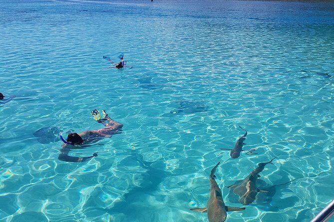 Snorkeling excursion, discovery of the lagoon, small group. - A Thorough Look at the Experience
