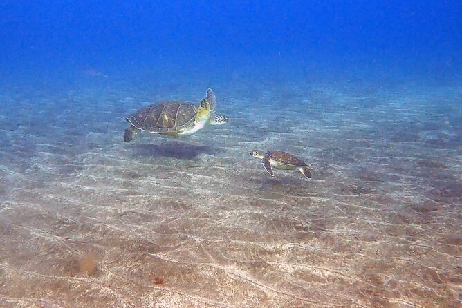 Snorkeling excursion in the Rayas and Turtles Zone - Who Will Love This Tour?