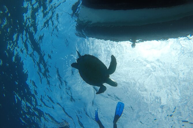 Snorkeling excursion in the Rayas and Turtles Zone - Concluding Thoughts