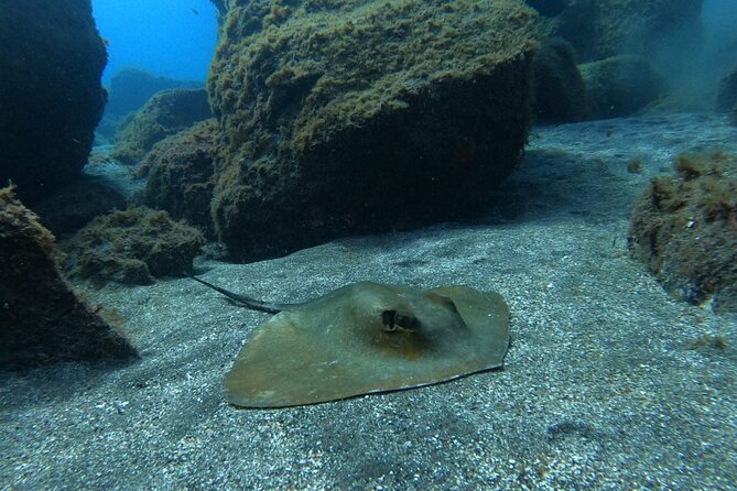 Snorkeling excursion in the Rayas and Turtles Zone - FAQ