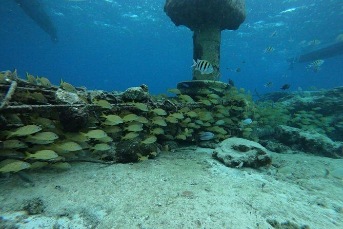 Snorkeling Experience Cozumel only from Playa del Carmen - What the Reviews Say
