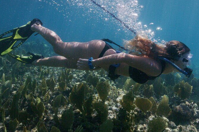 Snorkeling Experience on a NEMO Diving System - Practical Details: Planning Your Tour