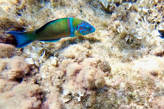 Snorkeling Experience to Discover the Dolphin Inside You! - Health and Accessibility