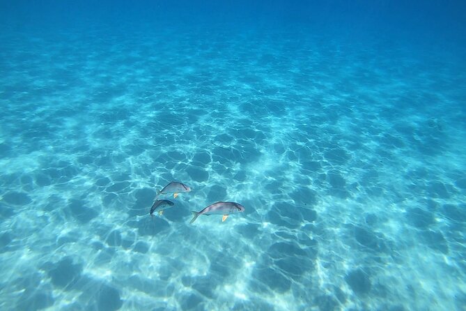 Snorkeling Experience to Discover the Dolphin Inside You! - Why You Should Book This Snorkeling Tour