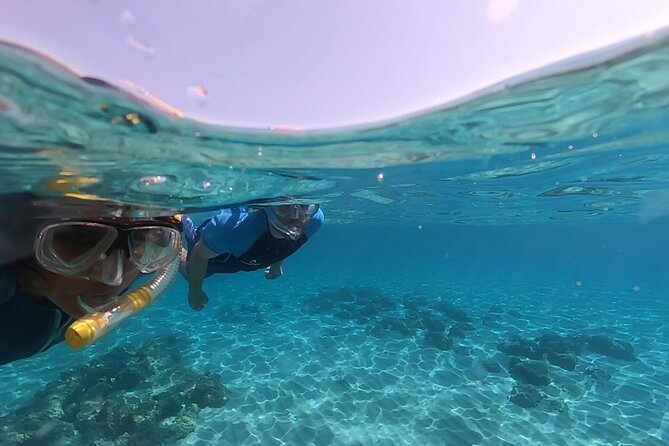 Snorkeling Experience to Discover the Dolphin Inside You! - The Sum Up