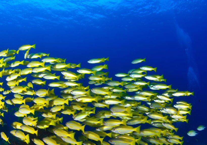 Snorkeling for beginners in crystal clear sea of Halkidiki - An Honest Look at the Experience