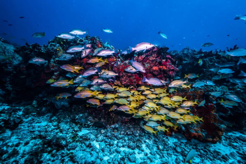 Snorkeling for beginners in crystal clear sea of Halkidiki - What Makes This Tour a Good Choice?