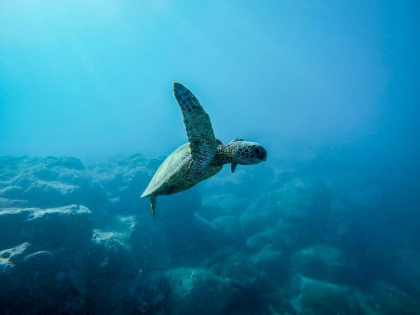 Snorkeling for beginners in crystal clear sea of Halkidiki - Final Thoughts
