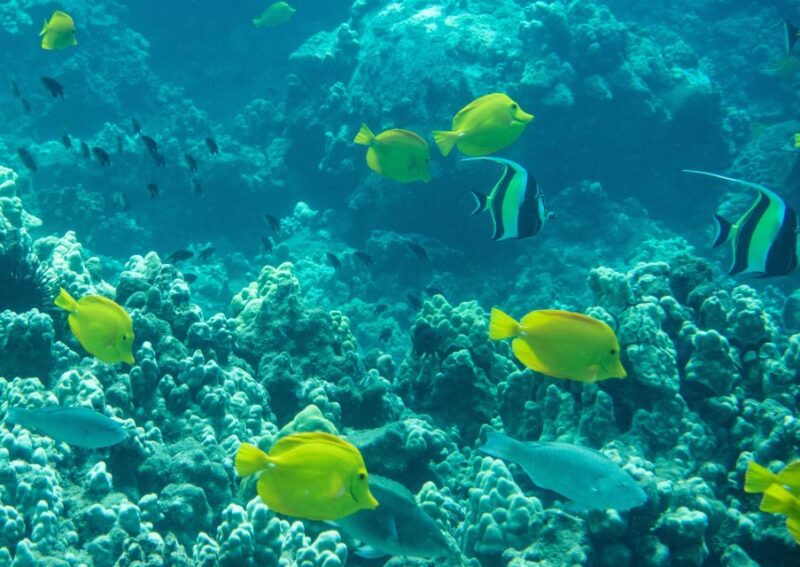 Snorkeling for Non-Swimmers Guided Tour - Wailea Beach - Key Points