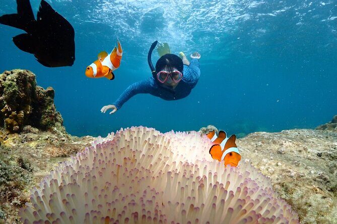 Snorkeling Full Day Experience from Bangkok - Who Should Consider This Tour?