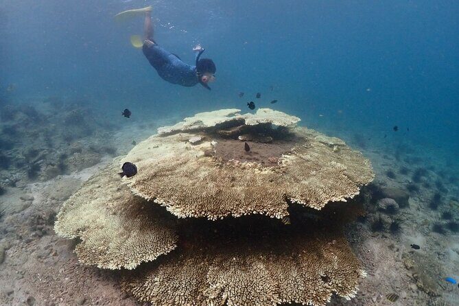 Snorkeling Full Day Experience from Bangkok - Summary