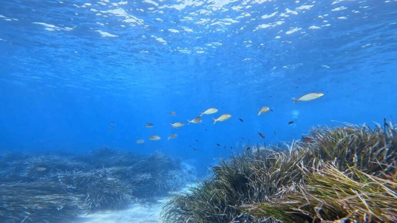 Snorkeling guided tour in beautiful Marathopoli - The Itinerary in Detail