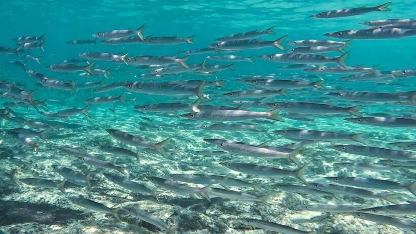 Snorkeling guided tour in beautiful Marathopoli - Why This Tour Offers Good Value