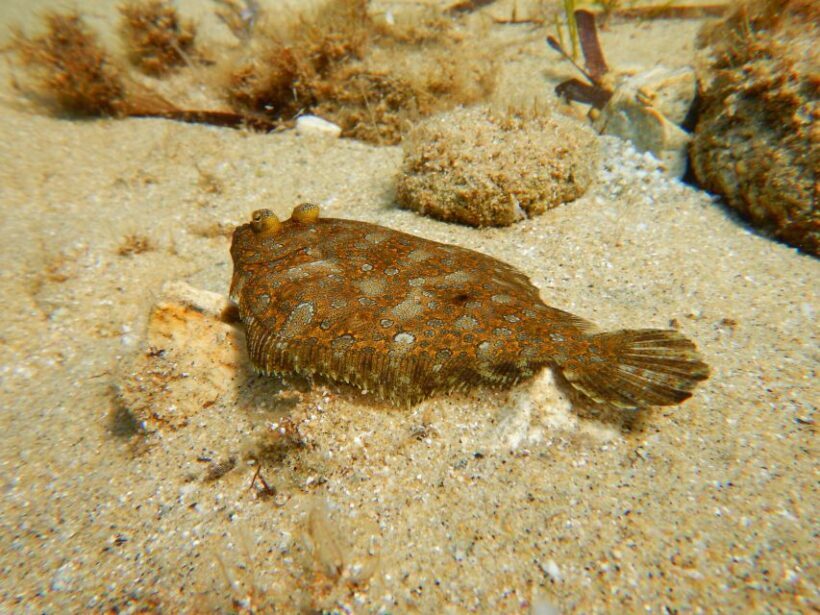 Snorkeling guided tour in beautiful Marathopoli - Authentic Experiences from Travelers