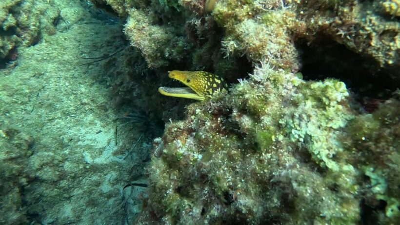 Snorkeling guided tour in beautiful Marathopoli - Frequently Asked Questions