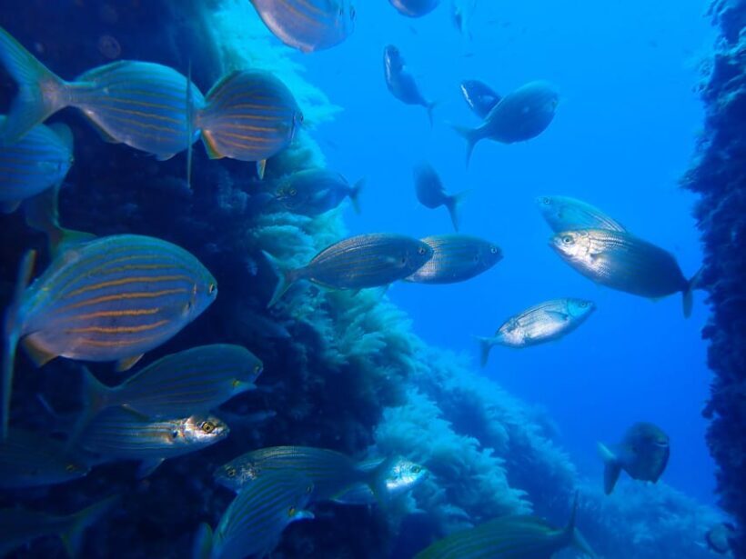 Snorkeling guided tours for tha all family! - Detailed Breakdown of the Itinerary