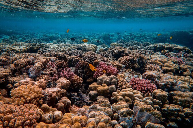 Snorkeling immersion in the wonders of Tahiti - Key Points