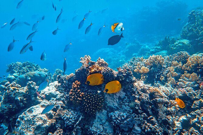 Snorkeling immersion in the wonders of Tahiti - An inviting introduction to Tahiti’s underwater world