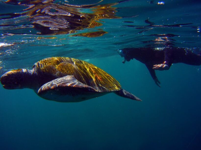 Snorkeling in a Volcanic Bay - Key Points