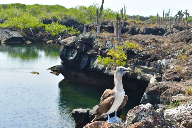 Snorkeling in Cabo Rosa Tunnels Isabela Island - Geological Wonders of the Tunnels