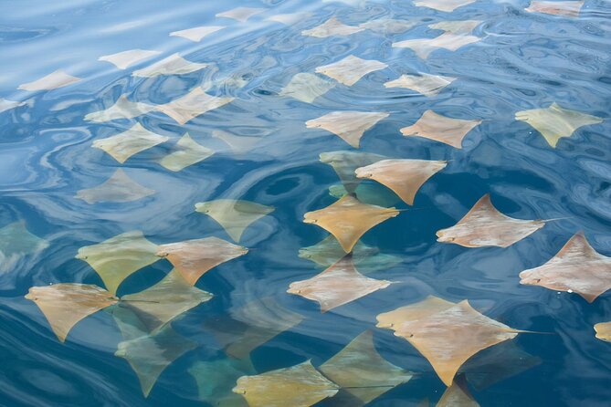 Snorkeling in Cabo Rosa Tunnels Isabela Island - Considerations for Overbooking and Currents