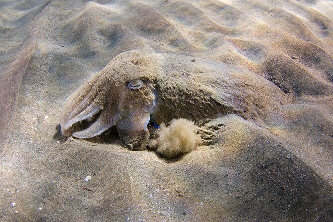 Snorkeling in Gran Canaria Review - Recommended for Repeat Customers