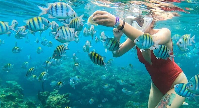 Snorkeling in Montego Bay with Transportation - Practical Details and Tips