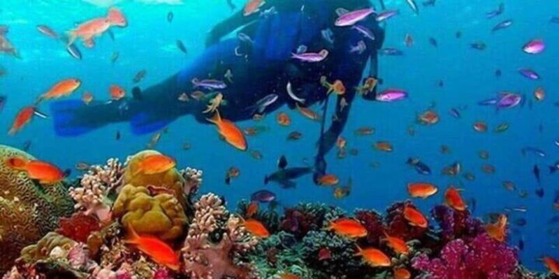 Snorkeling in Negombo - Authentic Underwater Encounters