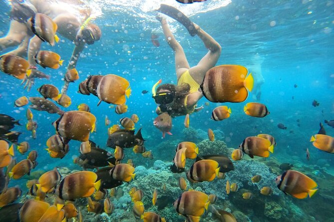 Snorkeling In Nusa Penida Island With Manta Ray From Bali - Real Traveler Feedback