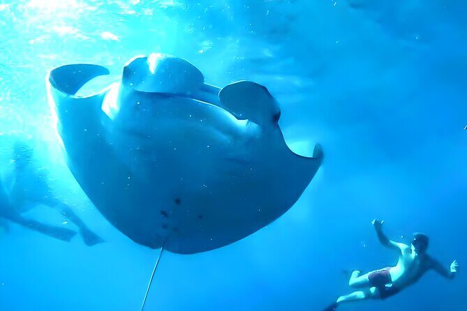 Snorkeling in Nusa Penida - Manta Bay, Wall Point and Gamat Bay - Key Points