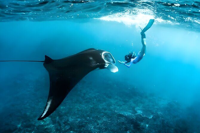 Snorkeling in Nusa Penida - Manta Bay, Wall Point and Gamat Bay - The Experience: What You Can Expect