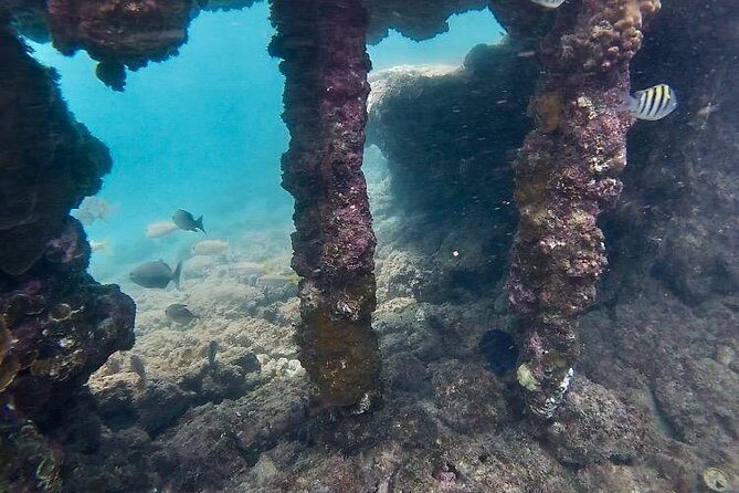 Snorkeling in Paradise - Videos Included - The Value and Pricing