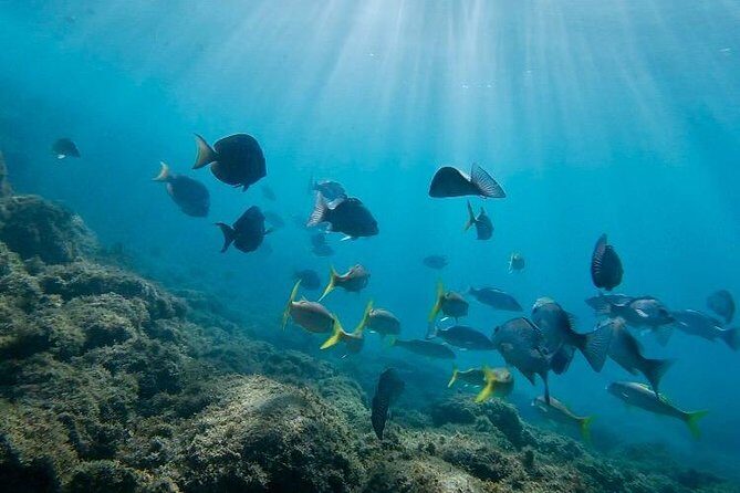 Snorkeling in Paradise - Videos Included - Authentic Encounters and Personal Touches