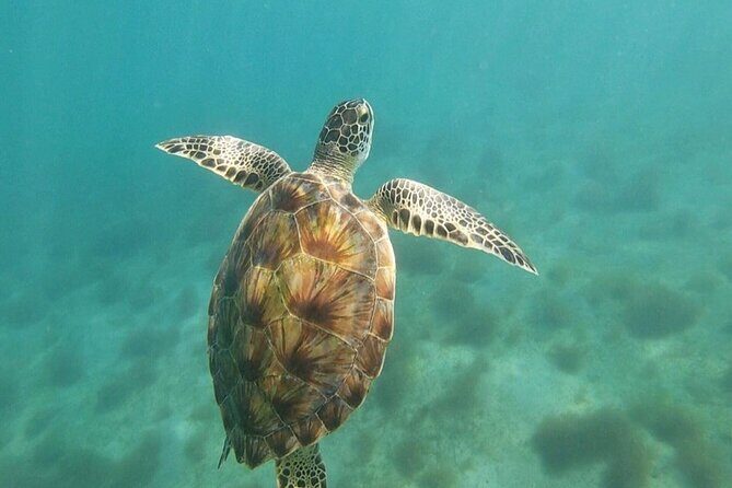 Snorkeling in Paradise - Videos Included - Who Should Book This Tour?