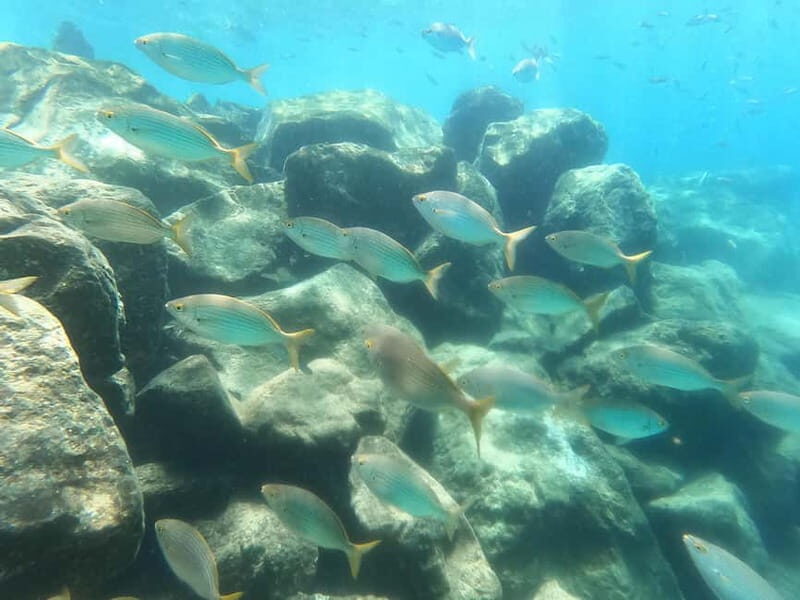 Snorkeling in tenerife south: Discover the underwater world - FAQs