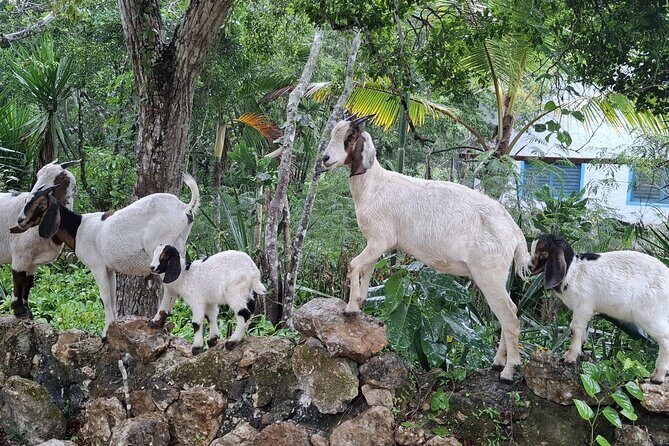 Snorkeling in the Cenotes of Bayahibe - FAQs