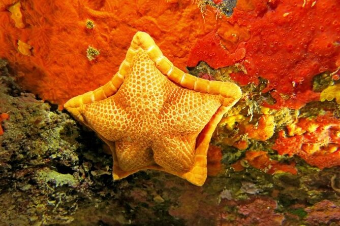 Snorkeling in the Marine Protected Area of Capo Carbonara - Inclusions