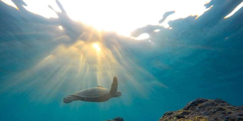 Snorkeling in Trincomalee - Key Points