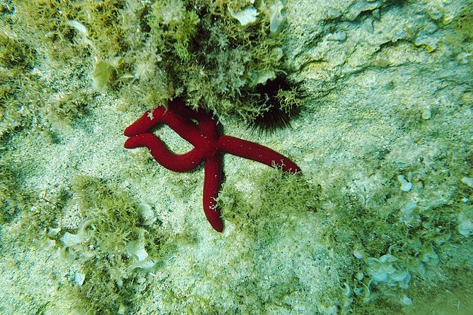 Snorkeling in Ustica (Observation of Marine Flora and Fauna) - Highlights of Marine Life