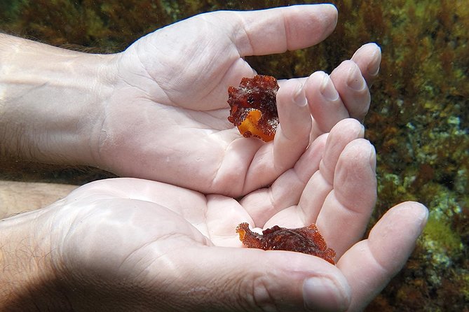 Snorkeling in Ustica (Observation of Marine Flora and Fauna) - Booking and Payment Details