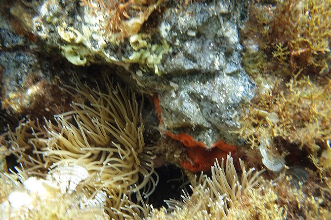 Snorkeling in Ustica (Observation of Marine Flora and Fauna) - Accessibility and Participation