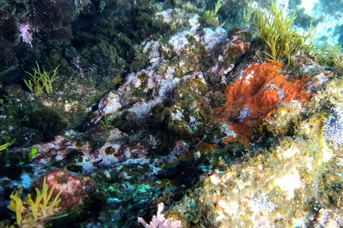 Snorkeling in Ustica (Observation of Marine Flora and Fauna) - Getting to the Meeting Point