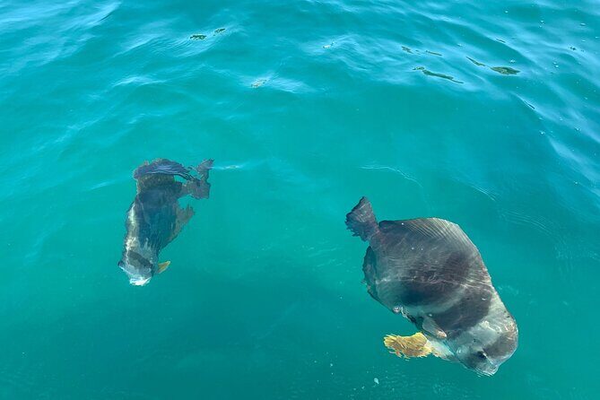 Snorkeling Jet Ski Tour to Magnetic Island - Practical Details and Value