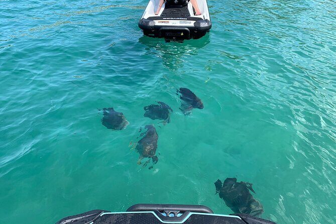 Snorkeling Jet Ski Tour to Magnetic Island - Authentic Perspectives From Past Travelers