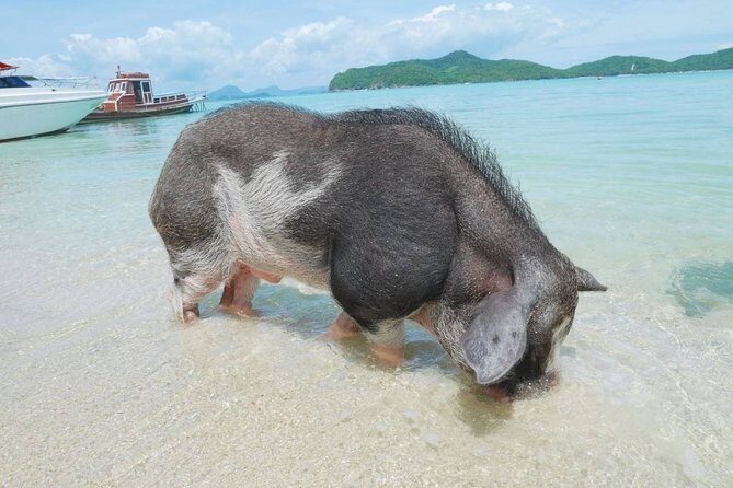 Snorkeling & Kayaking Trip at Koh Madsum and Koh Tan By Speedboat From Koh Samui - Final Thoughts